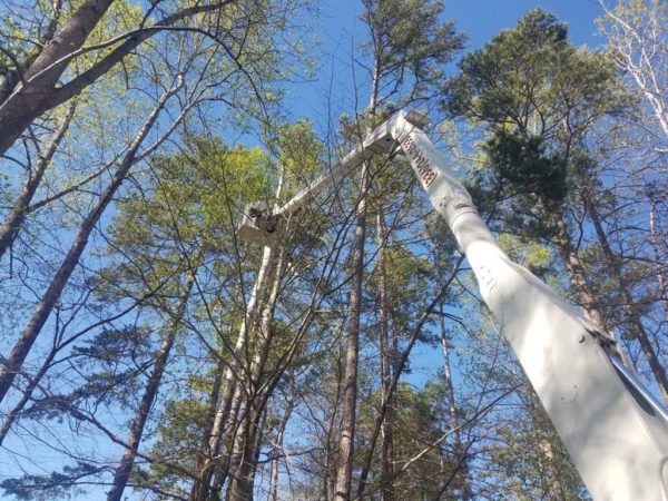 Tree Removal | Shannon & Son's Tree Service