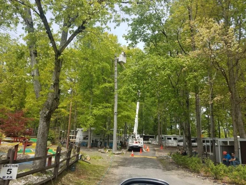 Tree Removal Services | Shannon & Sons Tree Service | Winston-Salem