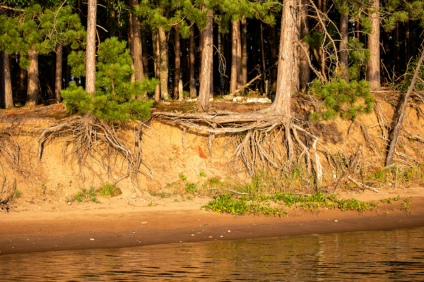 Trees: Stormwater Management and Erosion Control Plan | Shannon & Son's ...