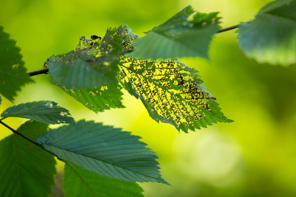 Tree Trimming and Pest Management | Shannon & Son's Tree Service